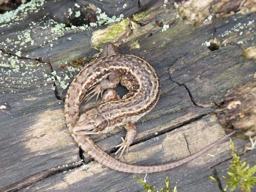 Lizards | Sidmouth Nature